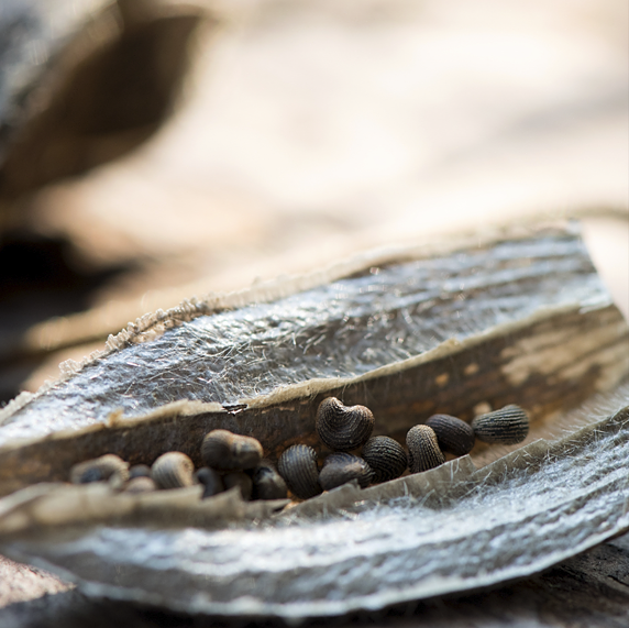 Givaudan new absolutes: Vanilla & Ambrette - IES INGREDIENTS